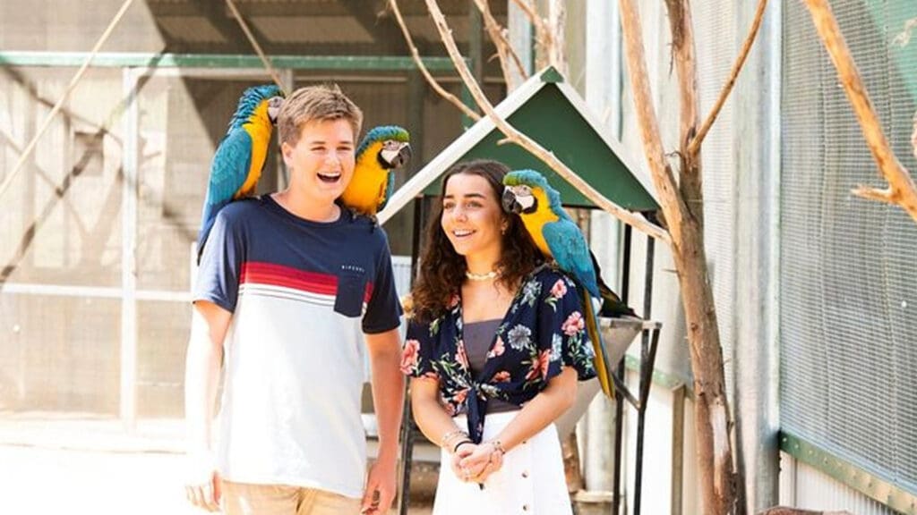 Discover Feathered Friends - Maleny's Breathtaking Bird Aviary Adventure! | Sunshine Coast ...